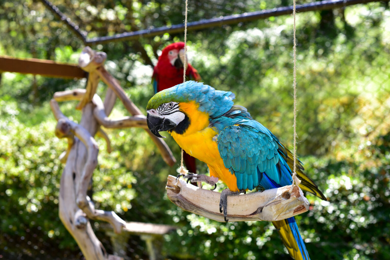 Mission And Purpose - Parrot Adoption - For Birds Foundation